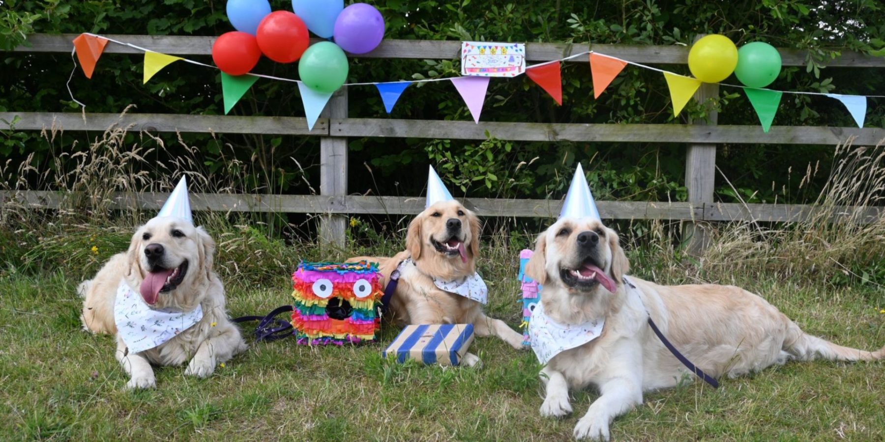 Animal Enrichment Sessions - Part Of The Pack